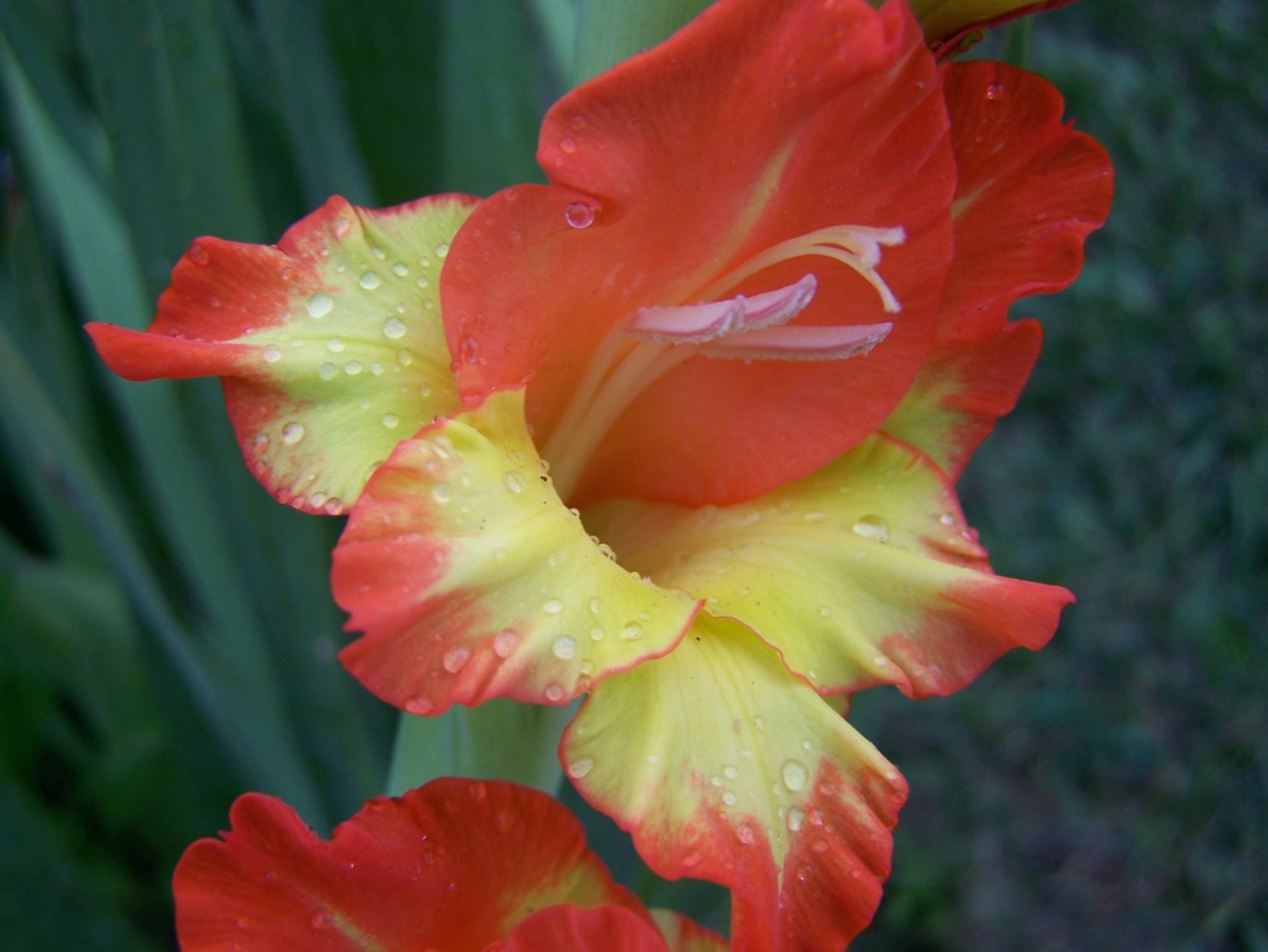 Kaip per žiemą laikyti iškastus jurginus ir kardelius - Delfi gyvenimas