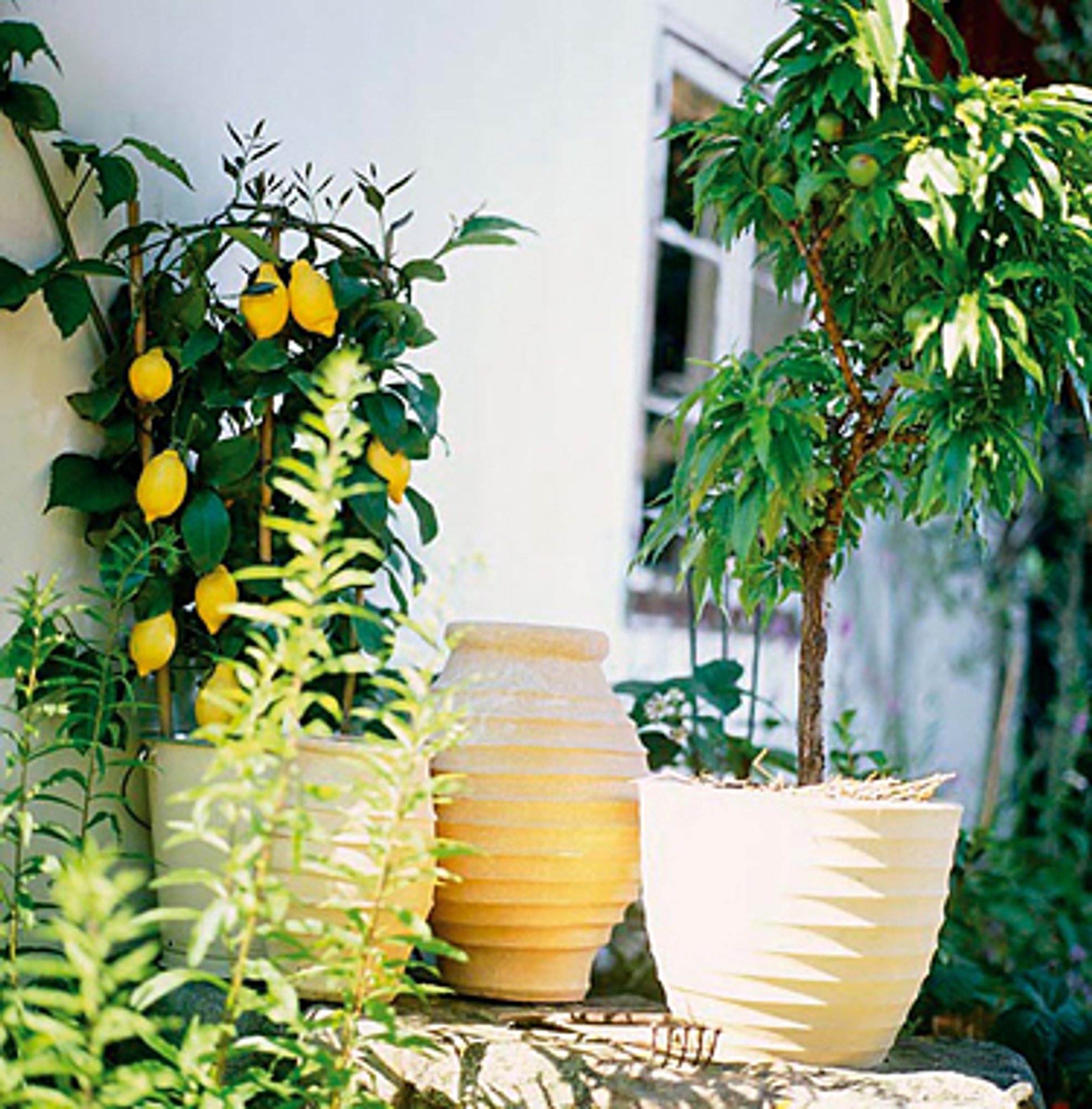 Vaismedžiai ant parketo - Delfi gyvenimas