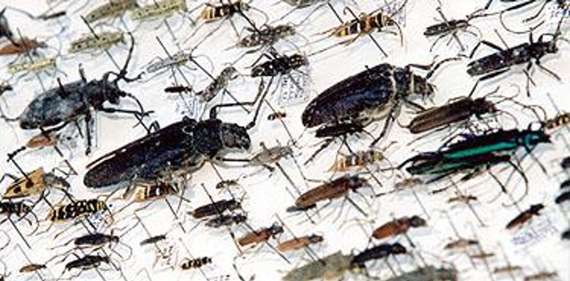 Palangoje - unikalūs drugiai, vabzdžiai ir vabalai - Delfi
