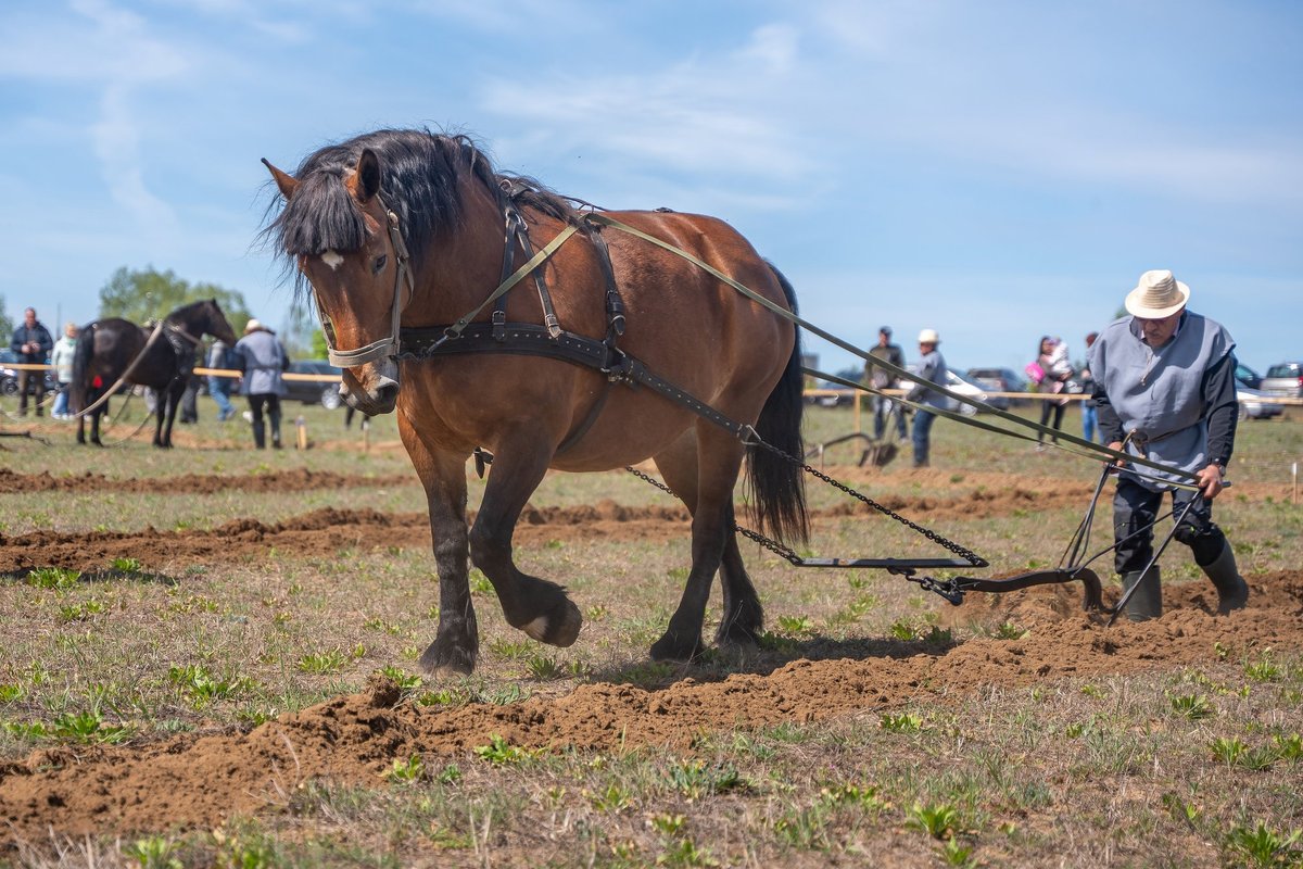 Dzūkai atrakino žemę ir surengė arimo arkliais varžybas - Delfi agro