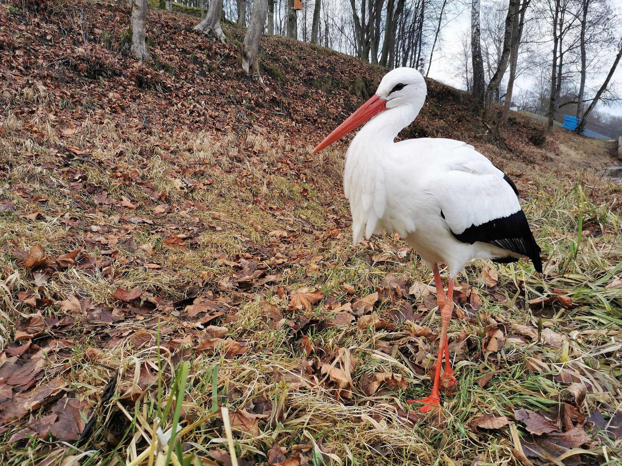Mokslininkai stebi 7 siųstuvėliais pažymėtus gandrus: vienas dar ...