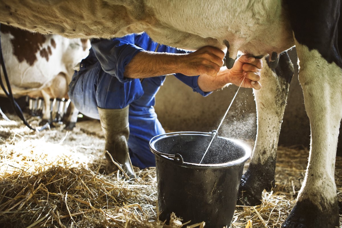 Farm-gate milk prices hit record in December - Delfi EN