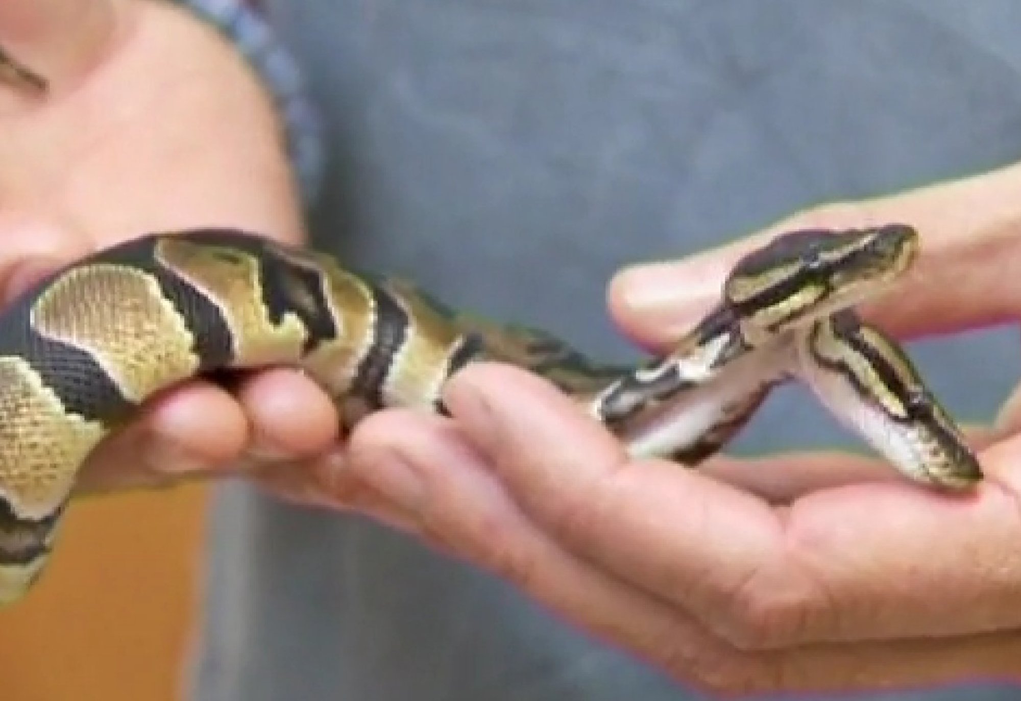 Vokietijoje gyvena dvigalvis pitonas - Delfi grynas