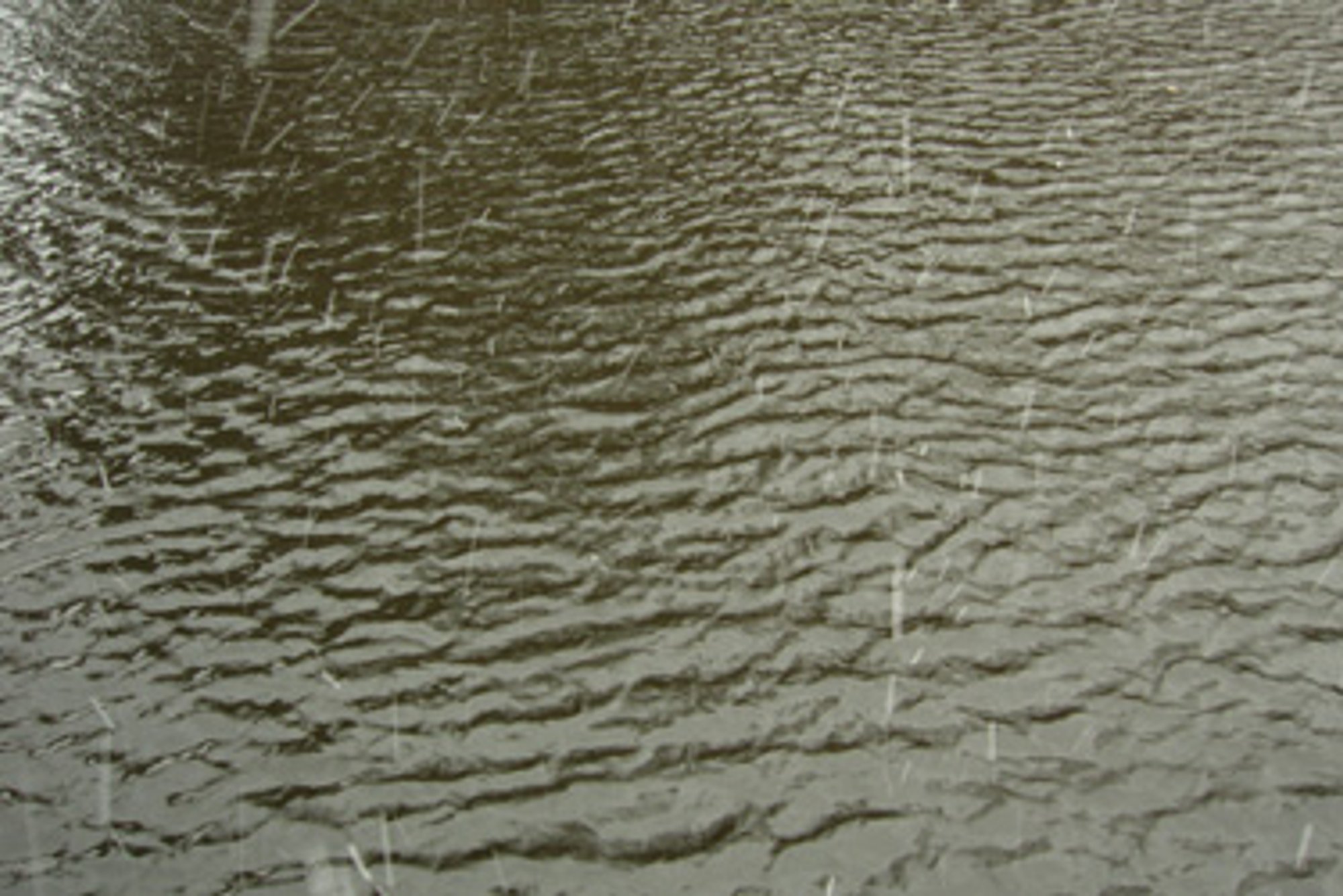 Piranijos – mažiau pavojingos nei manyta - Delfi mokslas