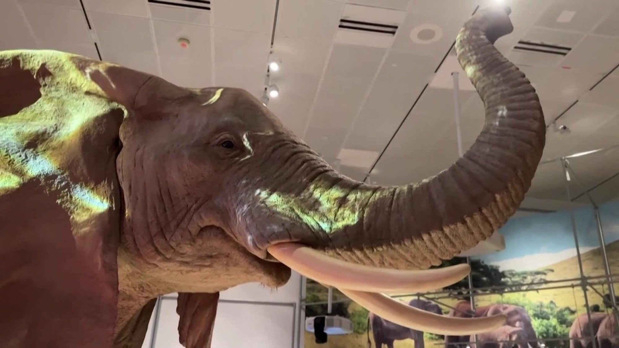 Ekspozicija supažindina su tokiais dramblių gebėjimais, kaip „girdėti ...