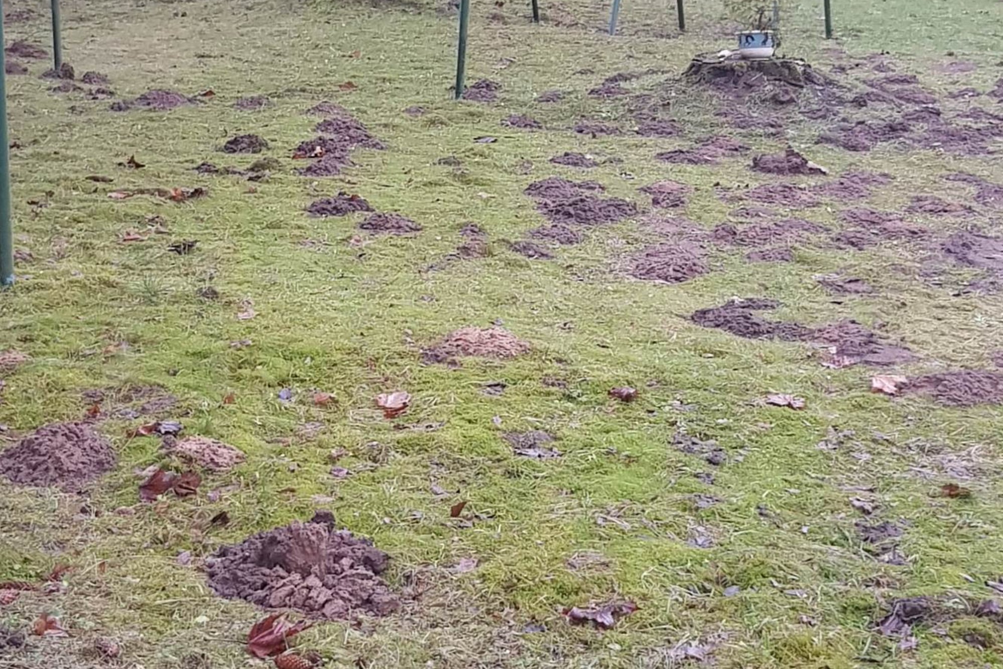 Pievoje siaučia kurmiai? Gamtininkas pasakė, kur jie įsikuria ...