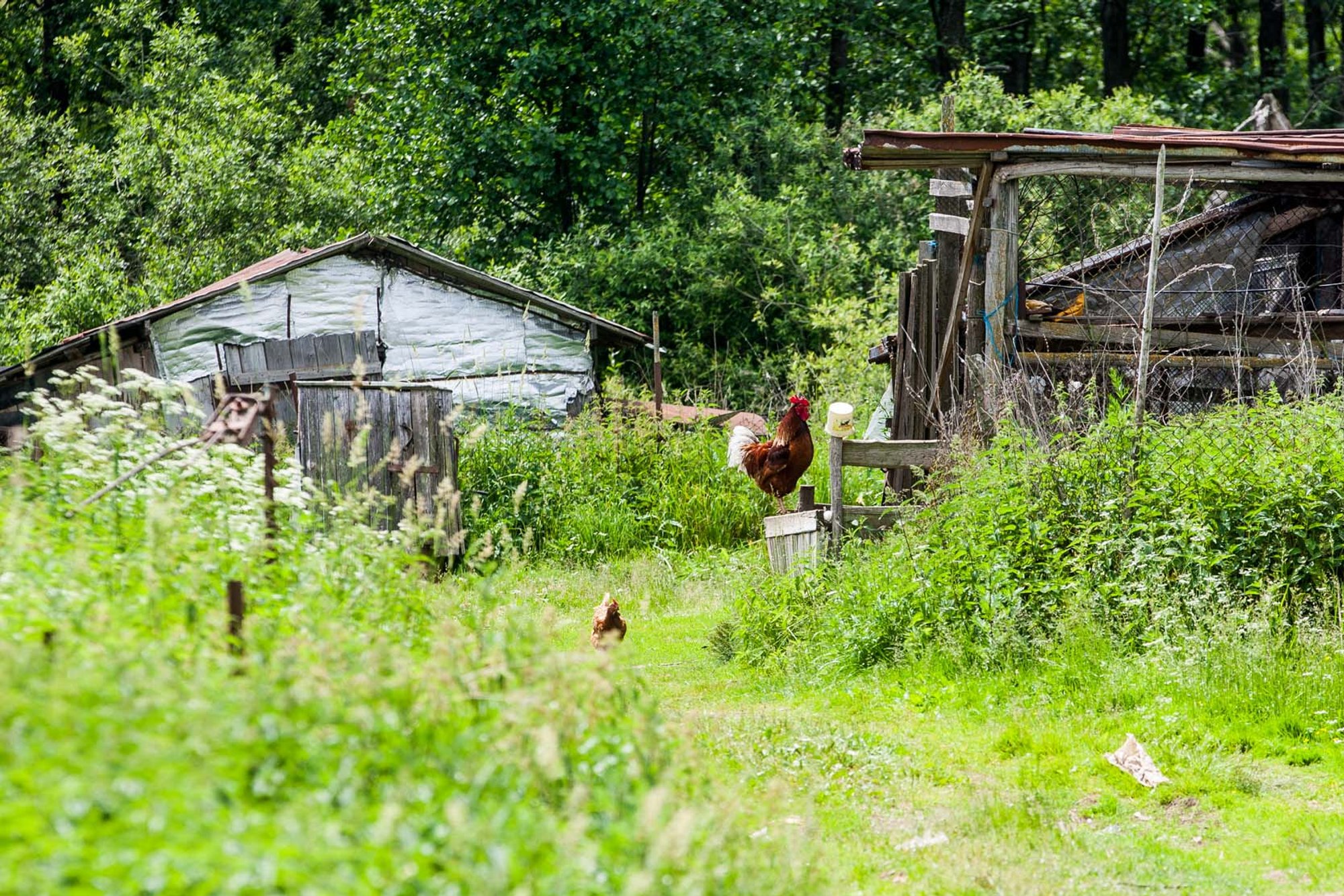 Mirė stablige užsikrėtęs kėdainiškis - Delfi sveikata