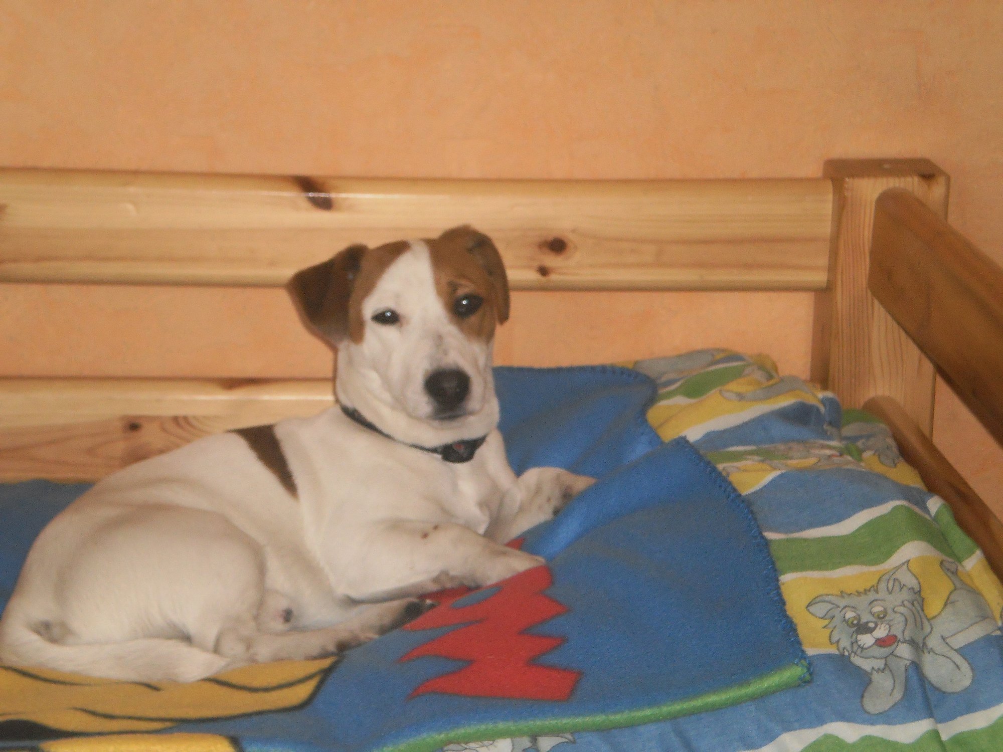 Dingo mylimas Džeko Raselo terjeras! - Delfi kartu