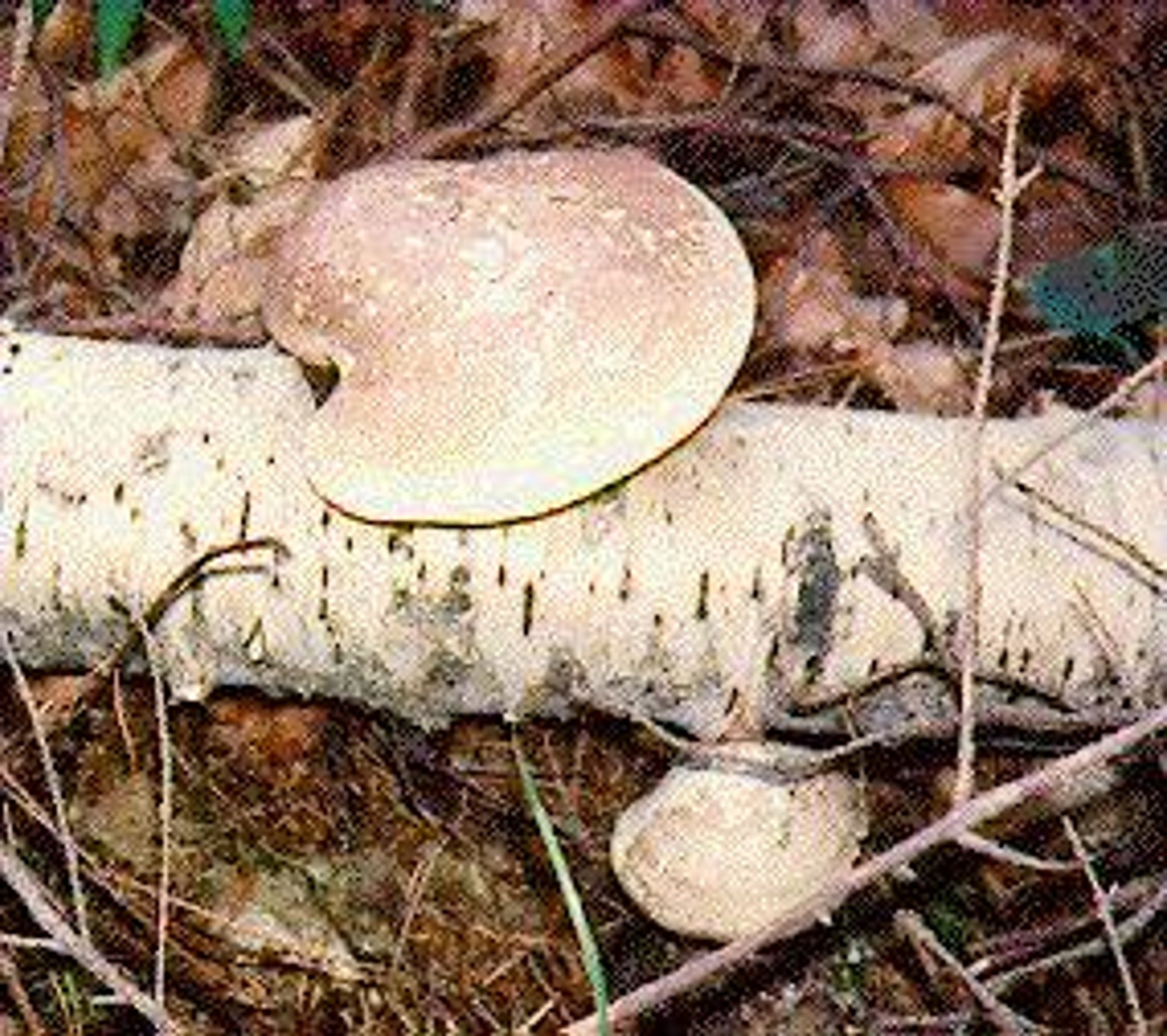 "Pigiau grybo" parduotuvių skaičius išaugo penktadaliu - Delfi verslas