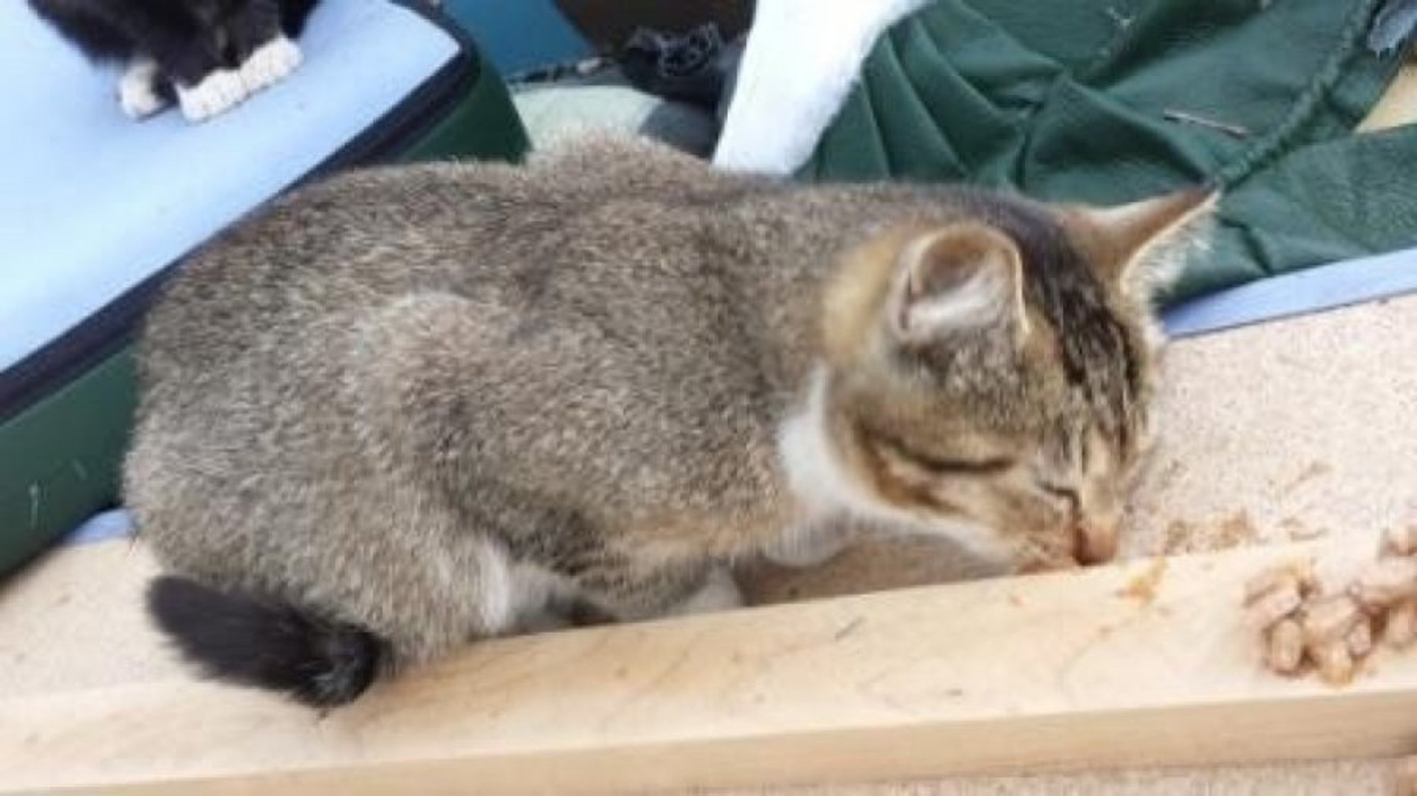 Ozo g. šiukšlių konteinerių „gyventojai“. Padėkite! - Delfi kartu