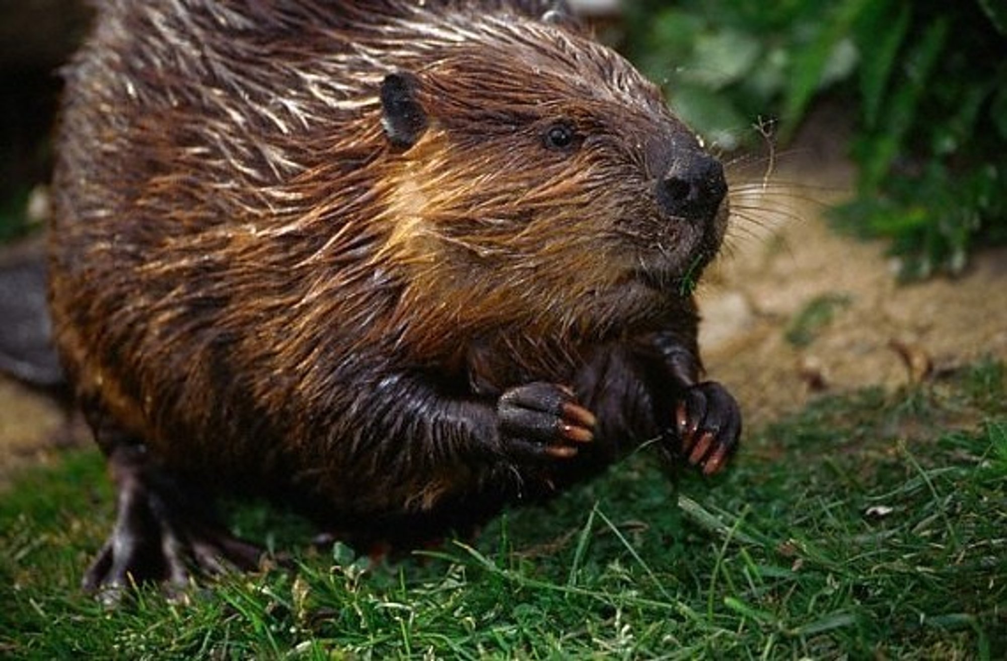 Rūpestis – aštriadančiai bebrai - Delfi grynas