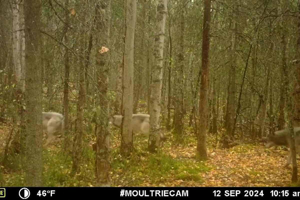 Miško kameros Aliaskoje fiksuoja įspūdingus momentus iš laukinės gamtos kasdienybės - Delfi TV