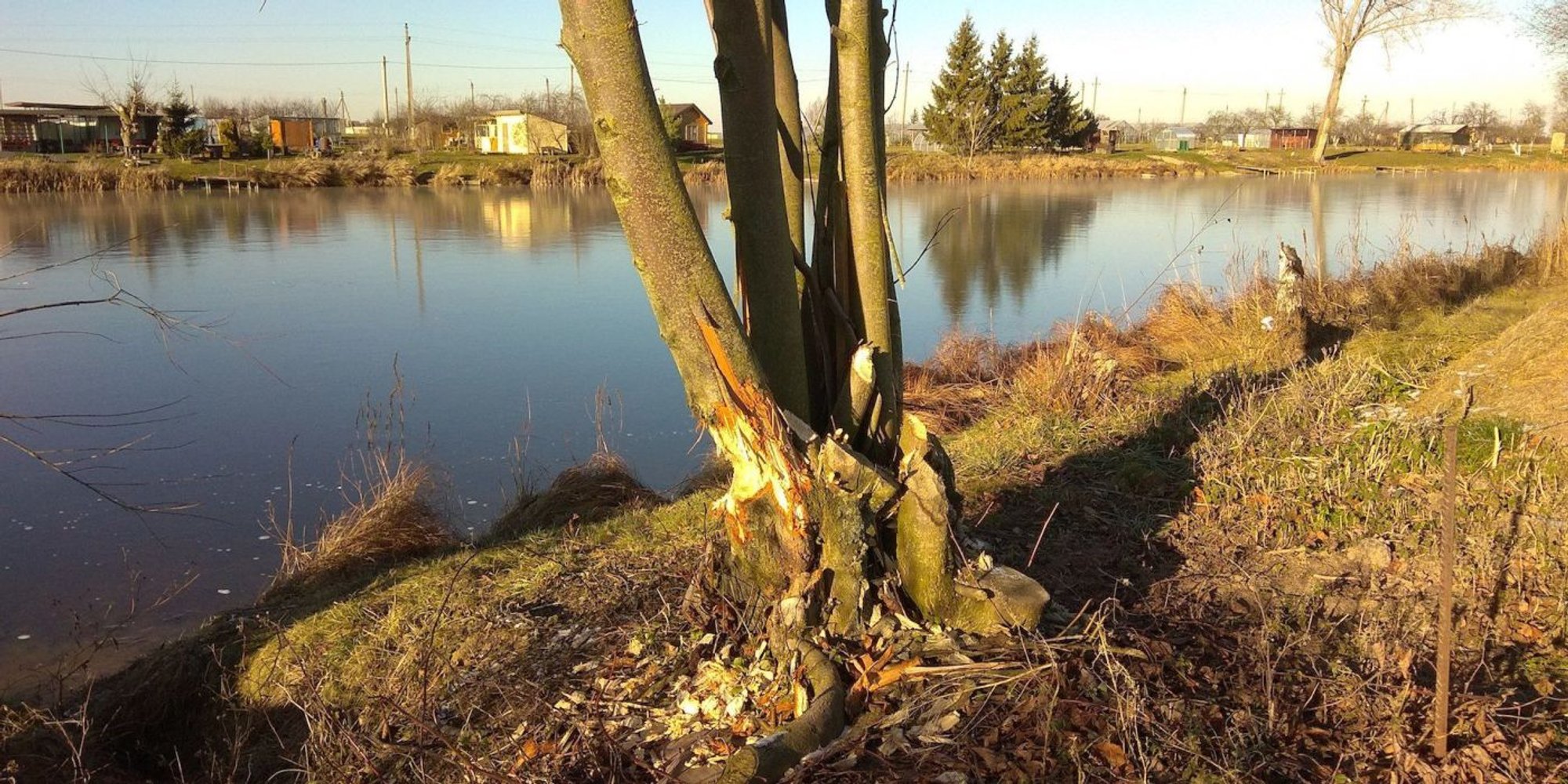 Kėdainių rajono gyventojus terorizuoja bebrai - Delfi miestai