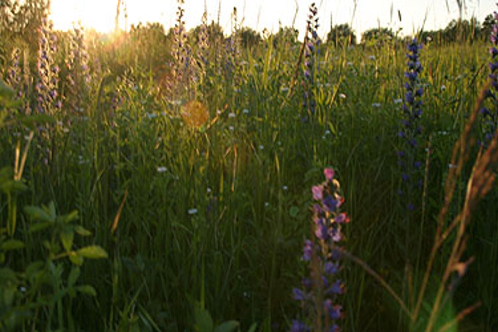 Bausti apsileidėlius – didesniu žemės mokesčiu? - Delfi agro
