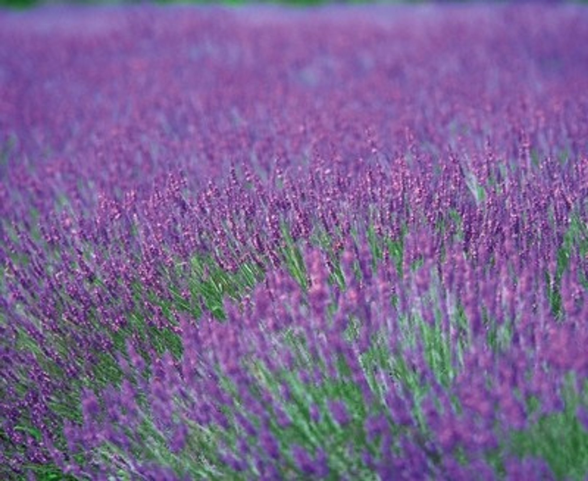 Levanda – sielos ir kūno sveikatai - Delfi RU