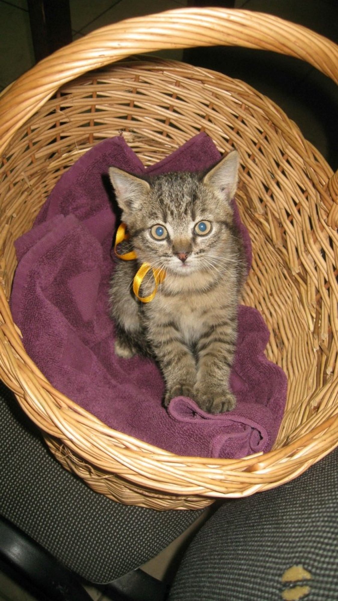 Žavingi katinukai ieško gerų namų - Delfi kartu