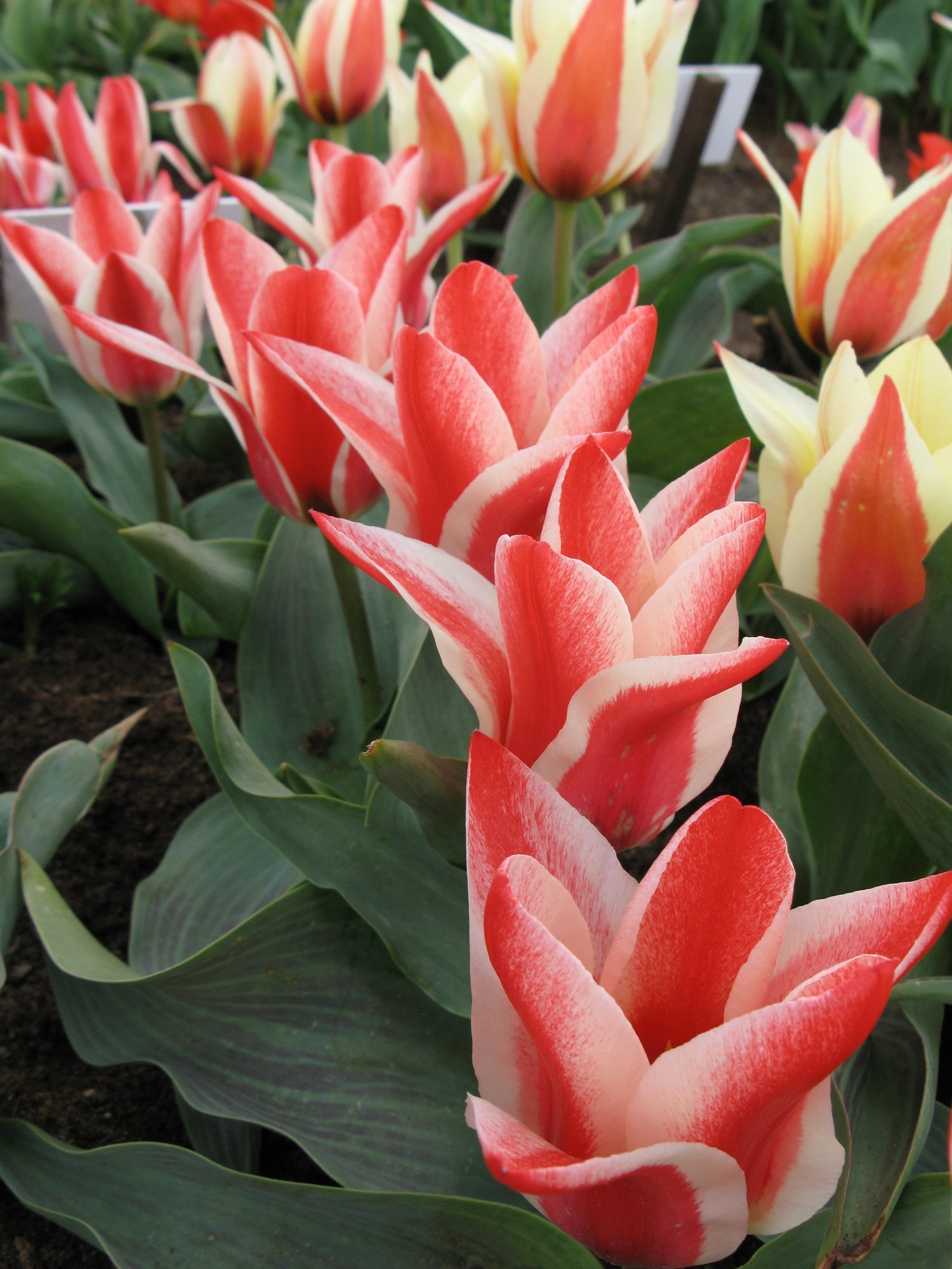 Rekordinė tulpių siunta pasiekė „Maxima“ parduotuves - Delfi