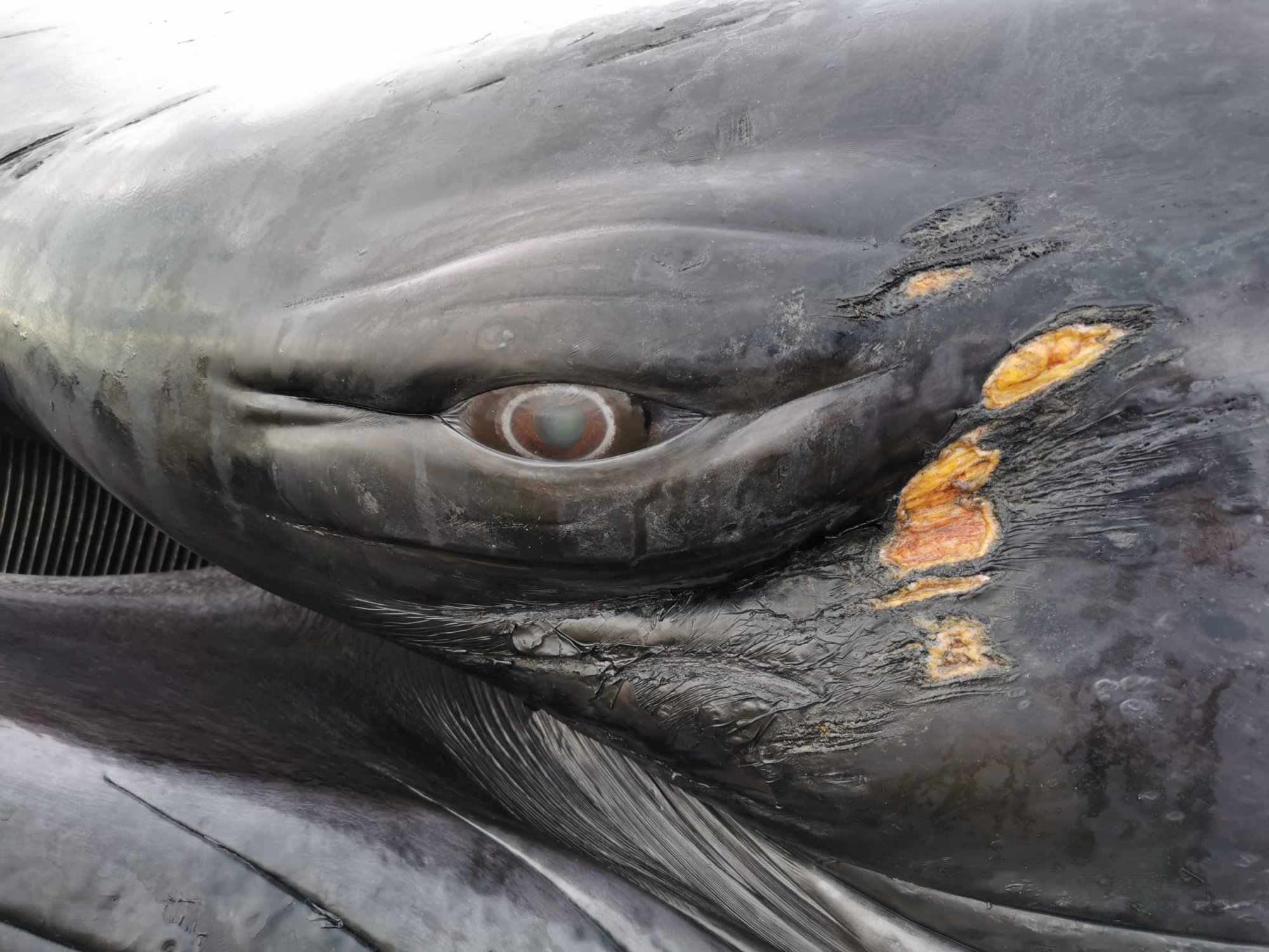 Pakrantes nukloję negyvi banginiai užminė mįslę – mokslininkų dėmesys ...