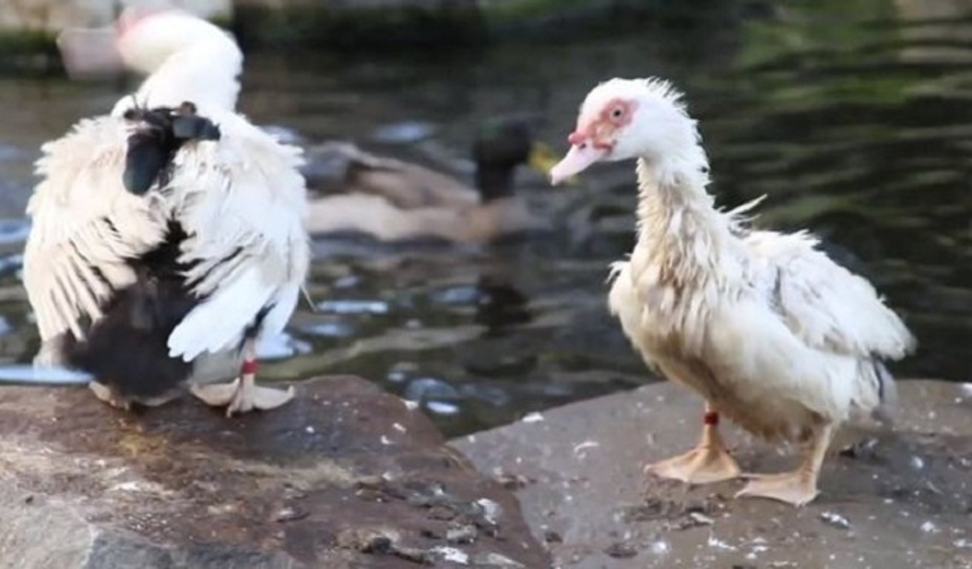 Kaip nelaisvėje laikytos antys pirmą kartą mokosi plaukti - Delfi grynas