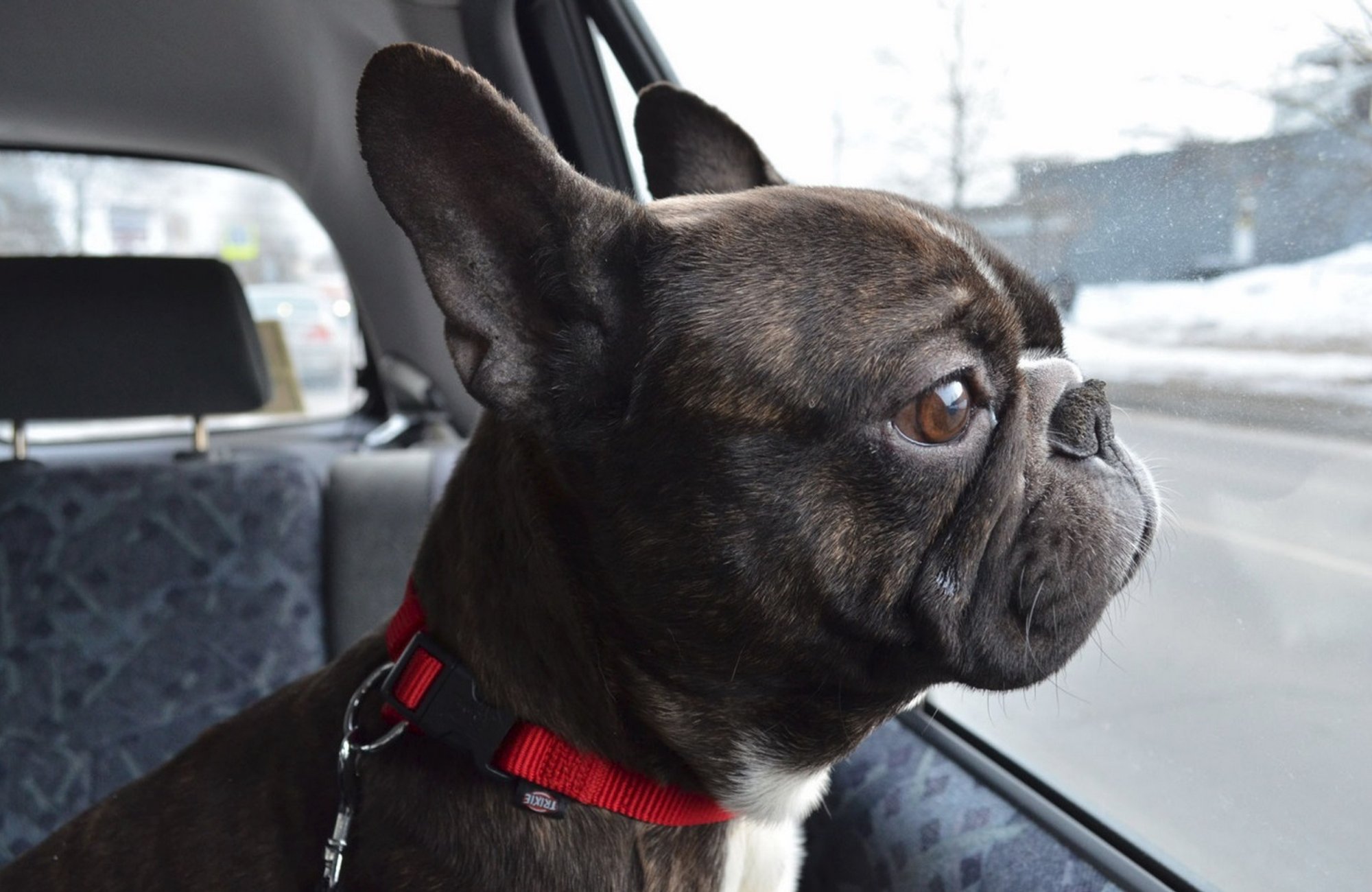 Šiems šunims būdingos sveikatos problemos – žmogaus nulemtas gyvūno ...