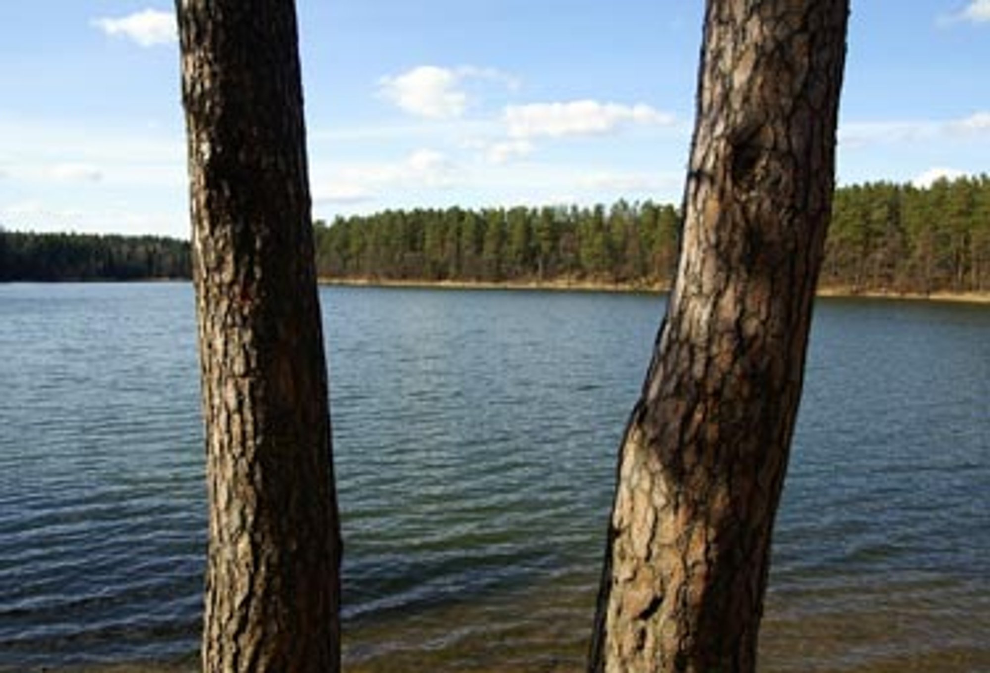 Molėtų ežeruose gaišta unguriai - Delfi mokslas