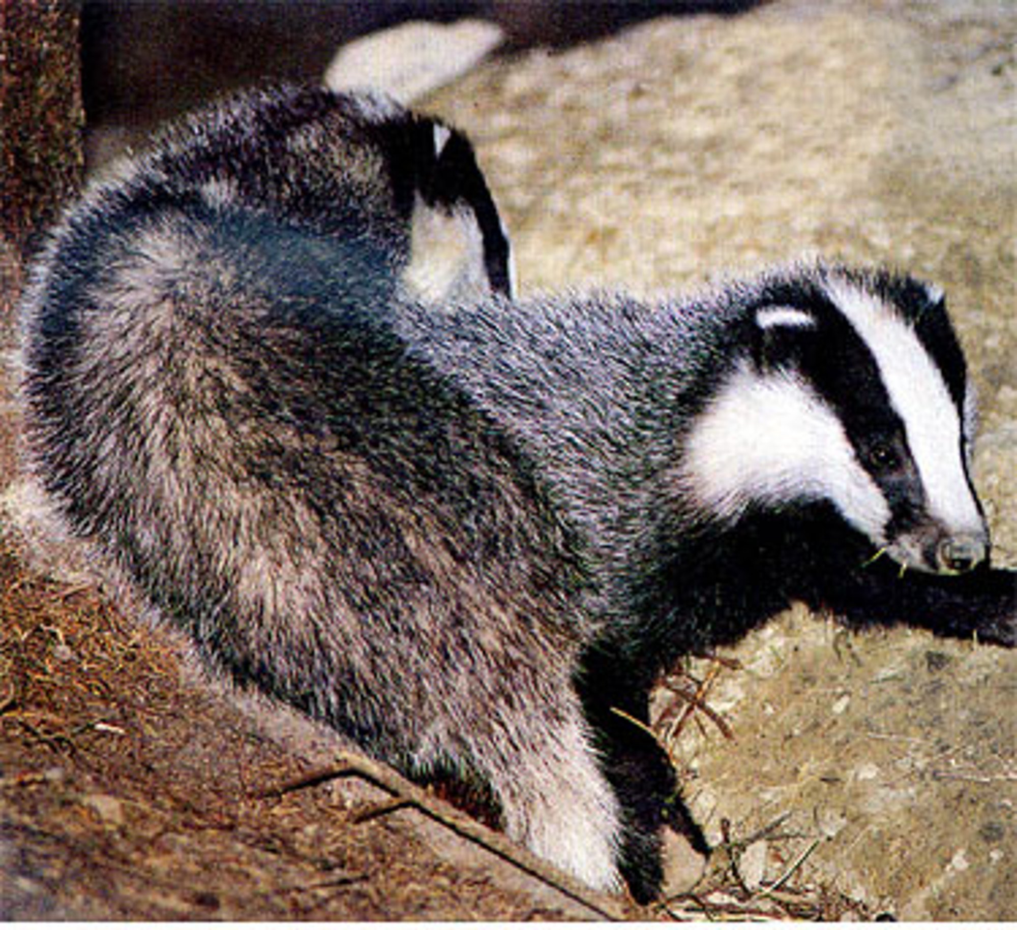 Barsukas pranašauja žiemos baigtį - Delfi