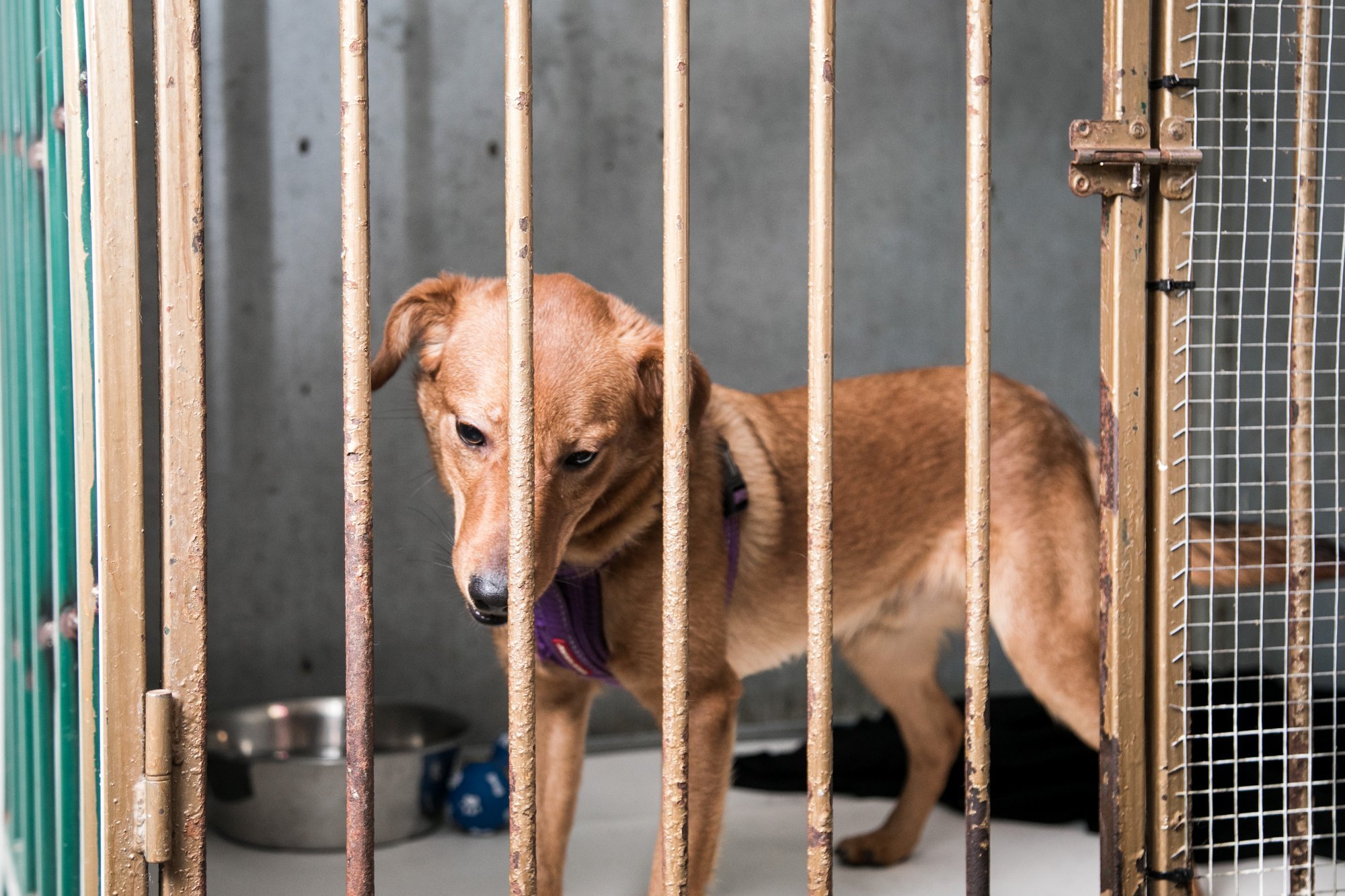 Gyvūnų prieglauda iš arti: šuneliai, kurie niekada neturės namų ir ...