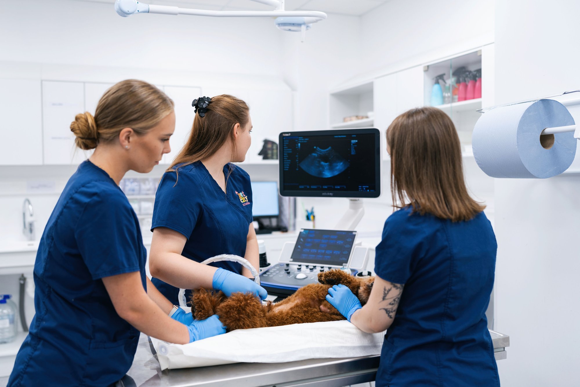 Nuo šiol į veterinarijos kliniką – be streso gyvūnui - Letena.lt