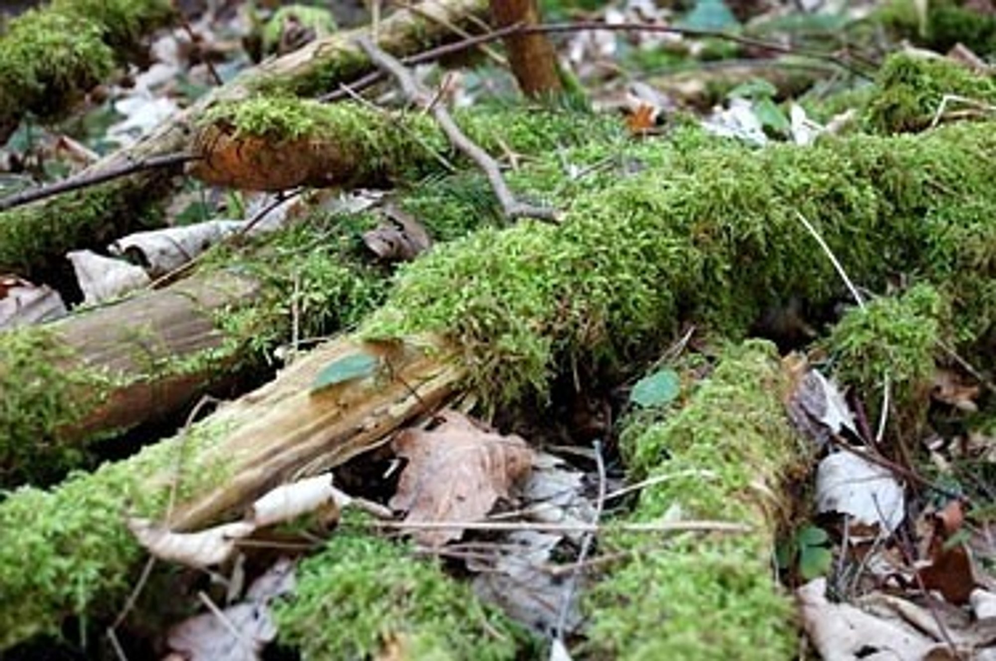 Vaizdą gadina samanos - Delfi grynas