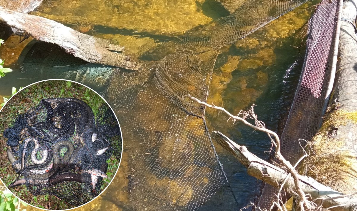 Neteisėta ungurių žvejyba: pažeidimai ir baudos - Delfi grynas