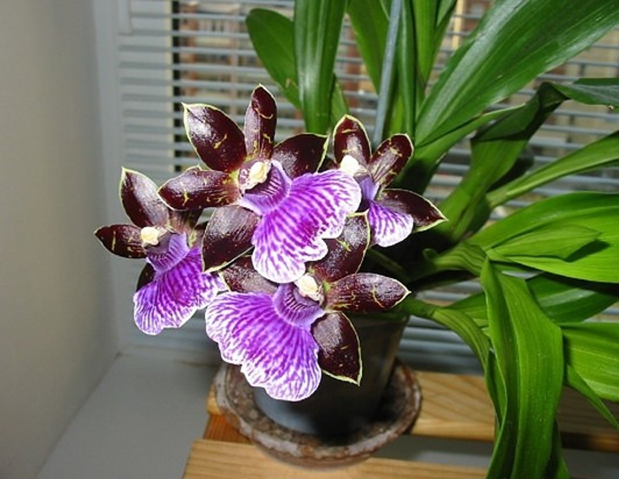 Kaip prižiūrėti orchidėjas - Delfi gyvenimas