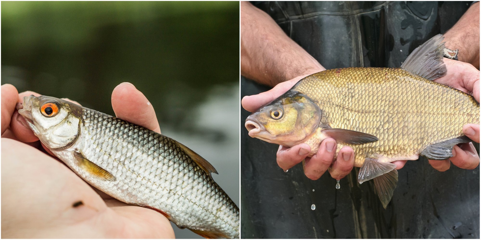 Klausimas ichtiologui: nei kuoja, nei karšis arba kas tie hibridai ir ...