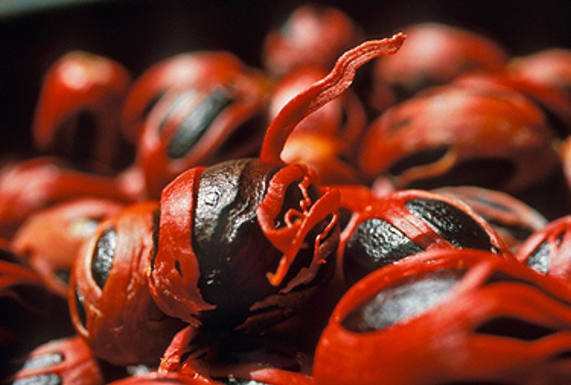 Muskato riešutai - Delfi gyvenimas