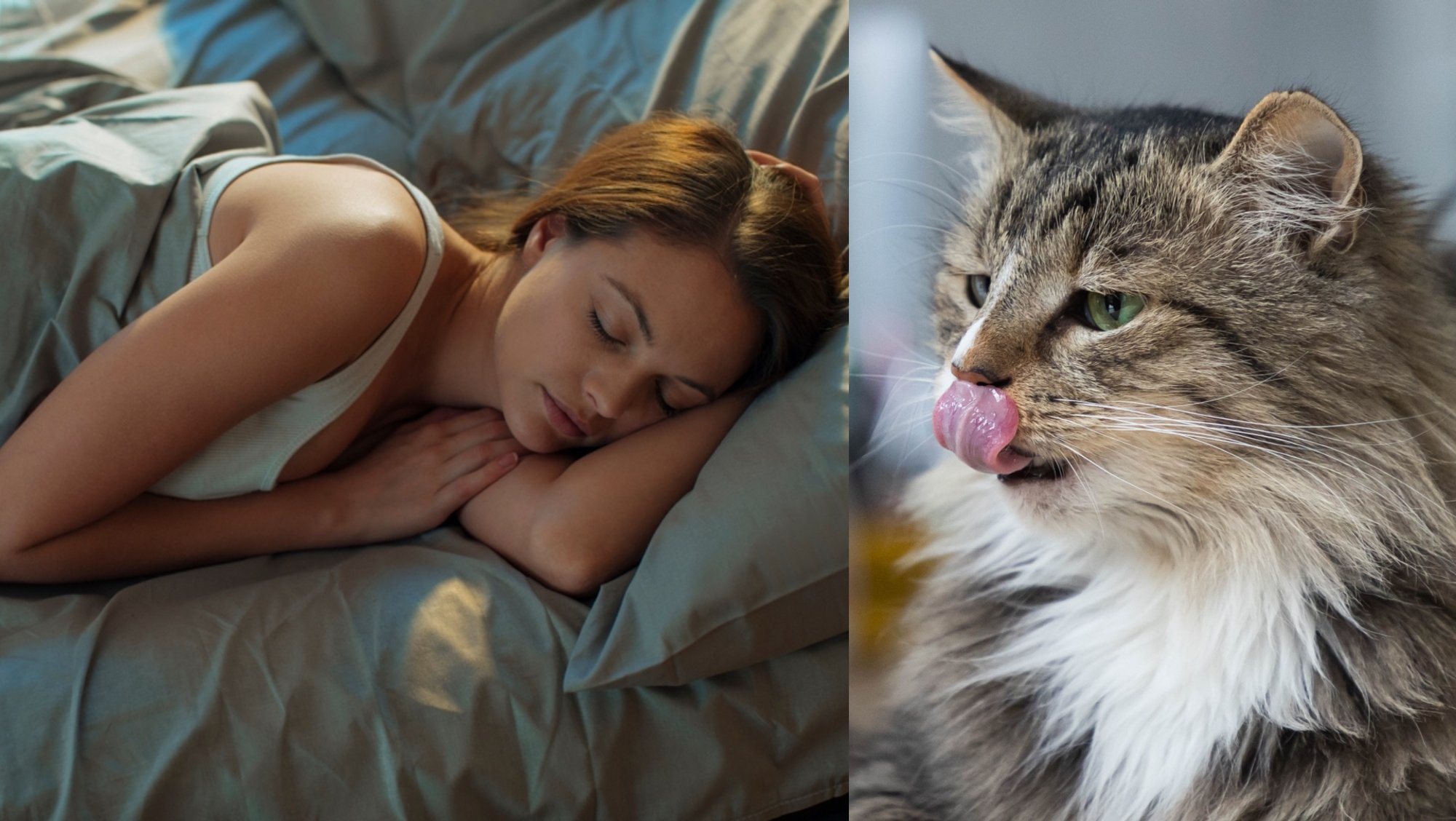 Ką daryti, kad katės netrukdytų miegoti? - Letena.lt