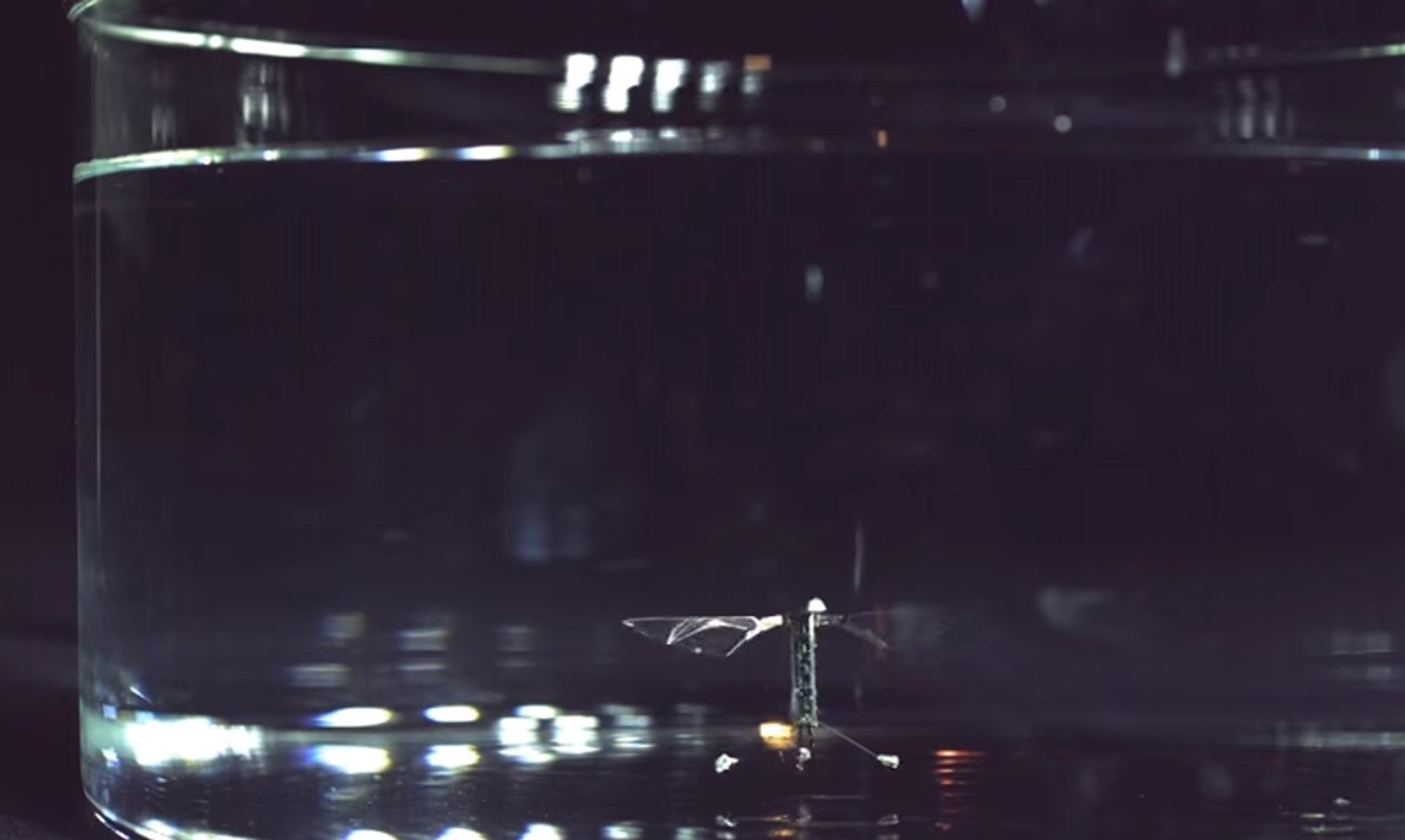 RoboBee czyli pierwszy mechaniczny insekt który pływa i lata - Delfi RU