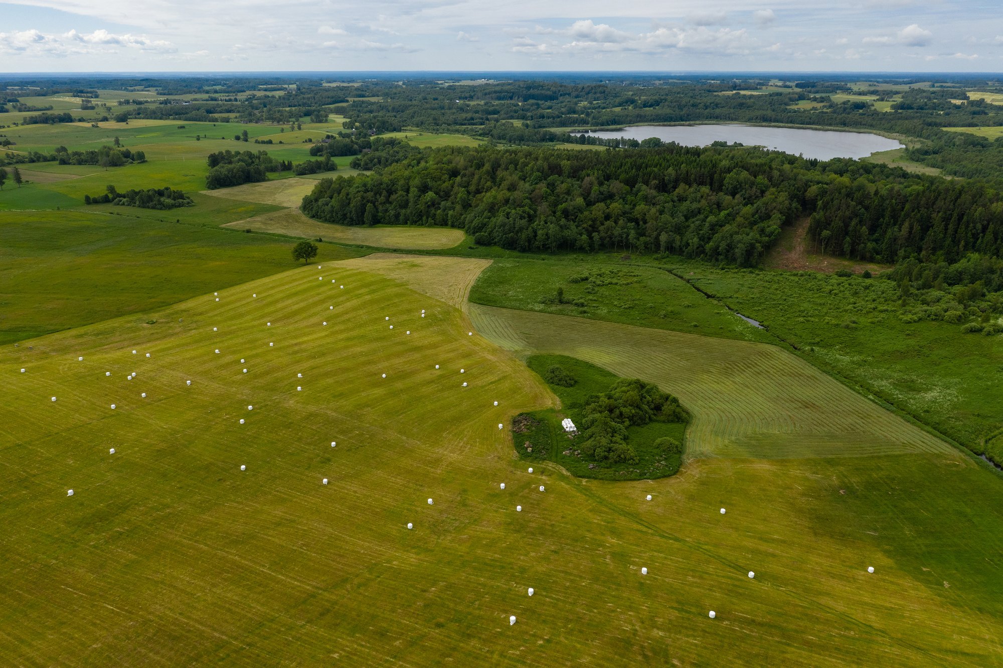 Daugiametės pievos: kodėl jas reikia atkurti ir ką žinojo ūkininkai - Delfi