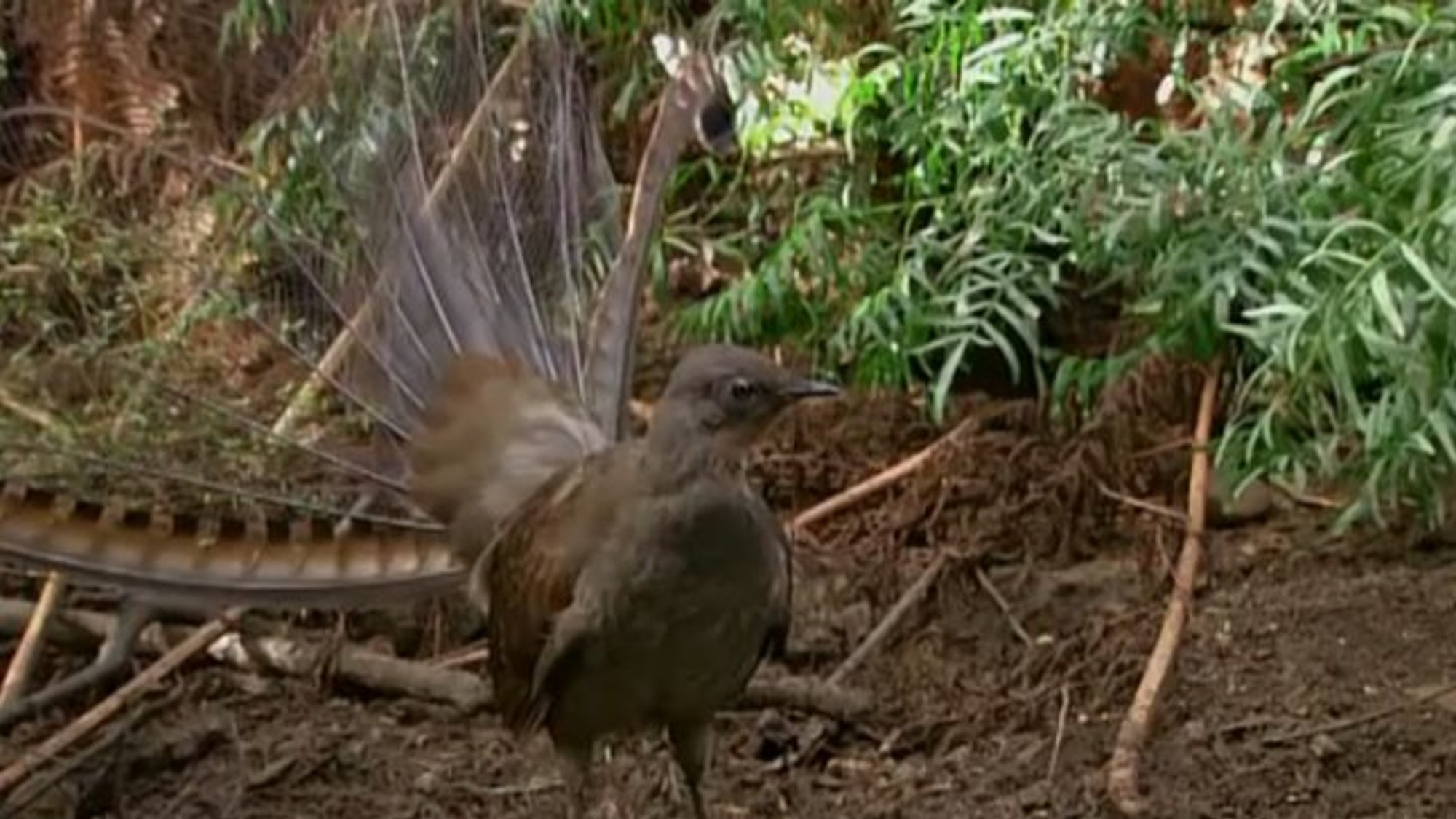 Lyrauodegiai paukščiai šoka pagal savo kuriamą „muziką“ - Delfi grynas