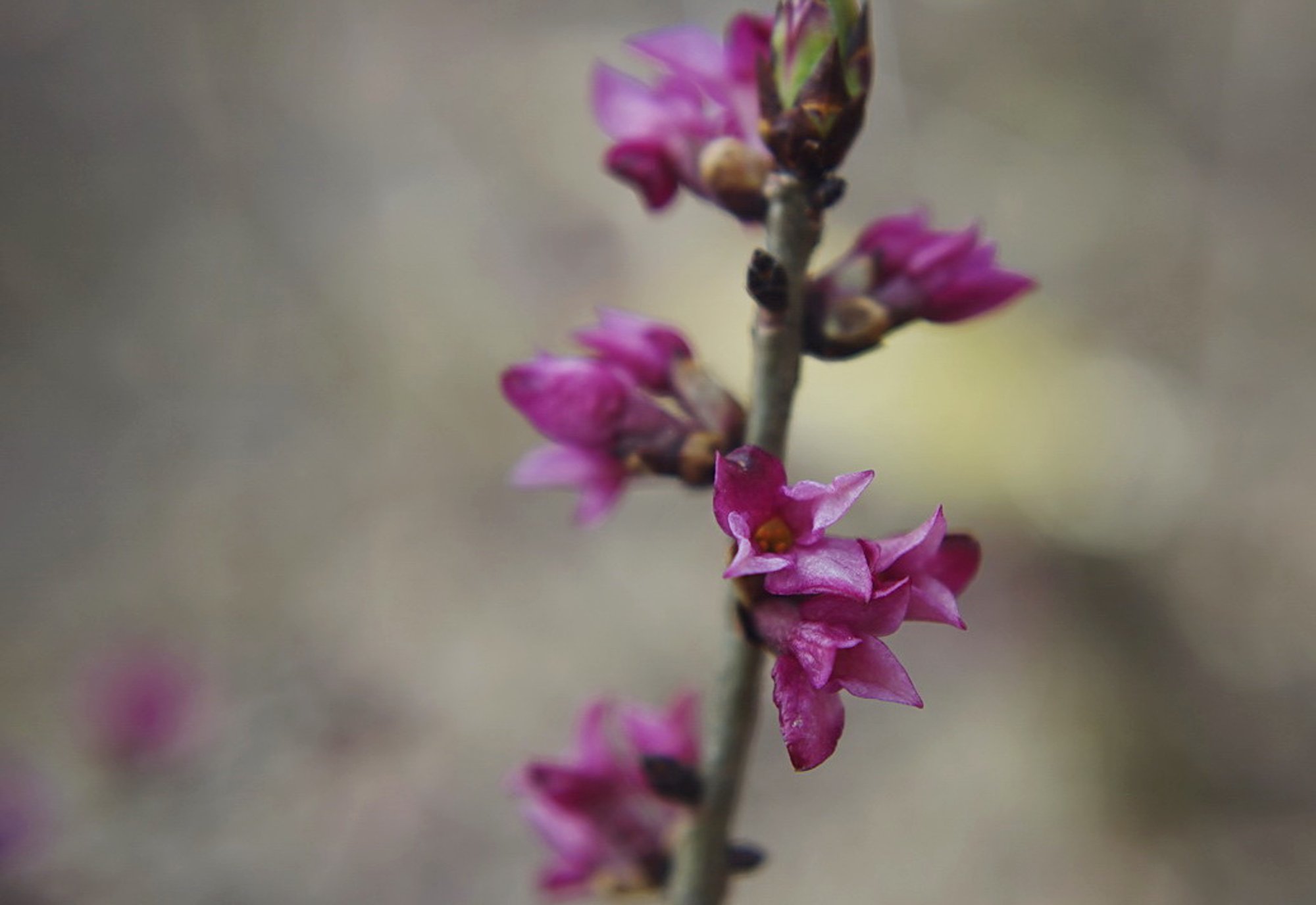 Miškuose pražydo gražus, bet labai pavojingas augalas - Delfi grynas