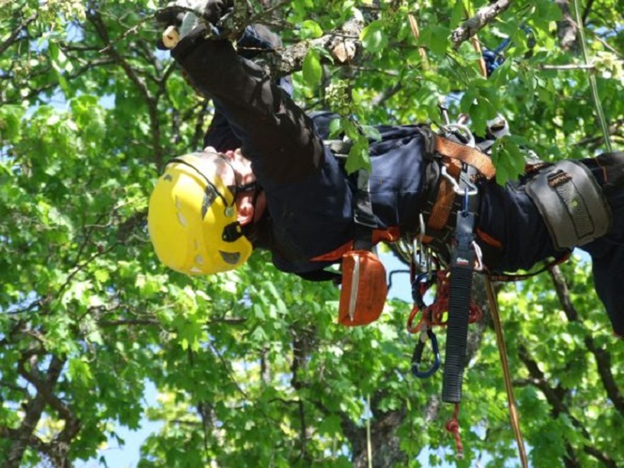 Arboristų dovana Vilniaus miestui - „atjaunėjęs“ Odminių skveras ...