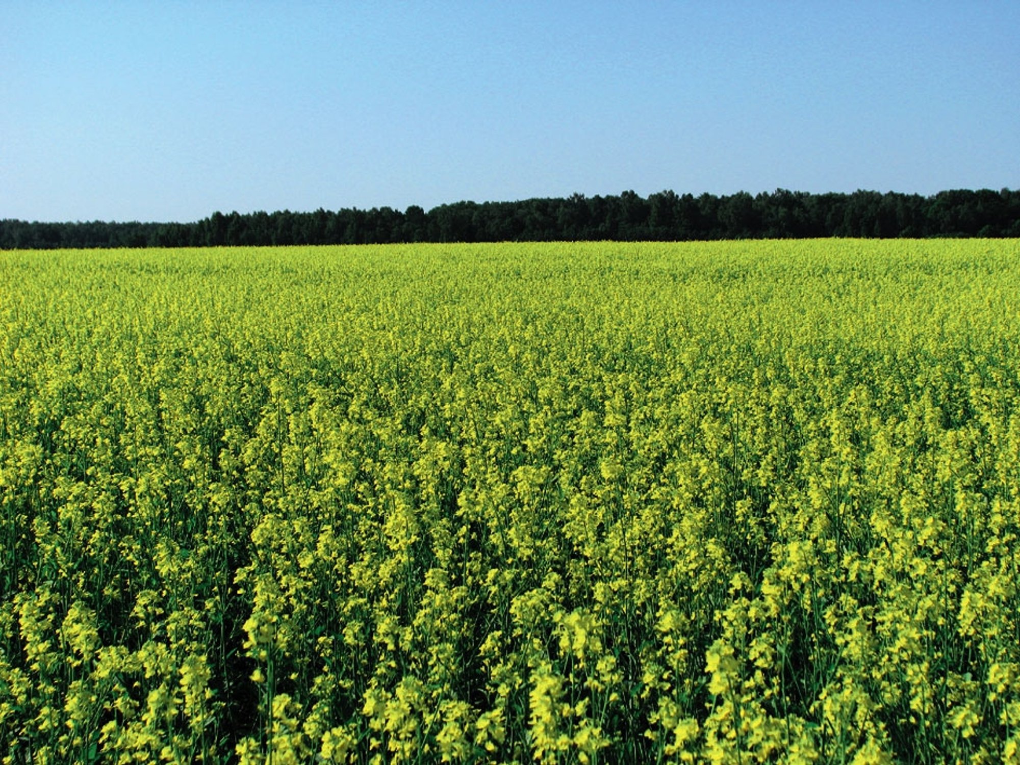 Rudųjų garstyčių pasėlių plotai auga kaip ant mielių - Delfi agro
