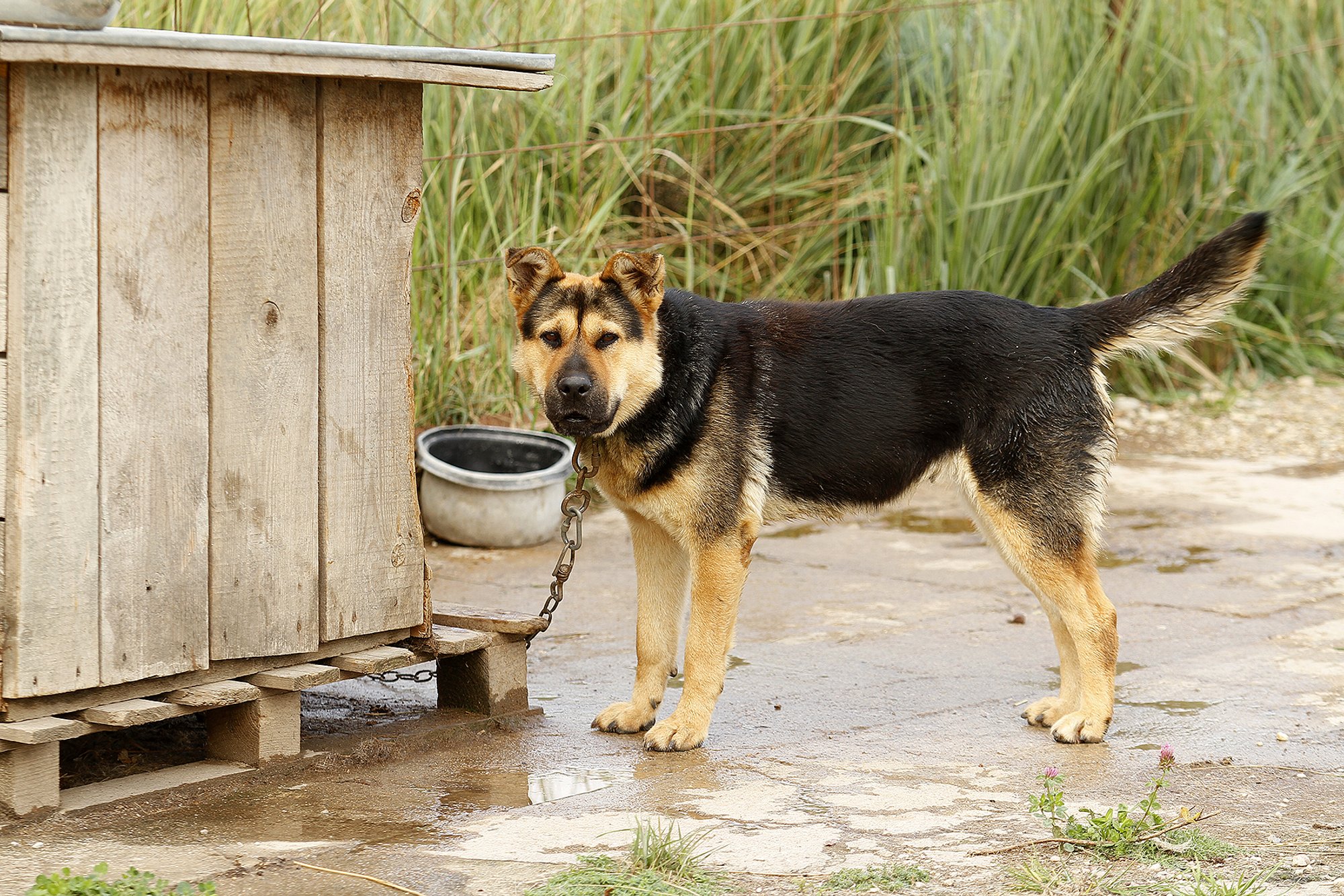 Pietų Korėjoje šunų prieglaudos vadovė apkaltinta keturkojų žudymu ...
