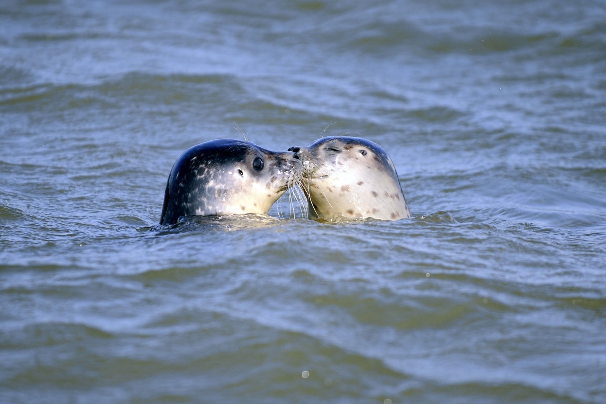 Ruoniai įsiutino priekrantės žvejus - Delfi grynas