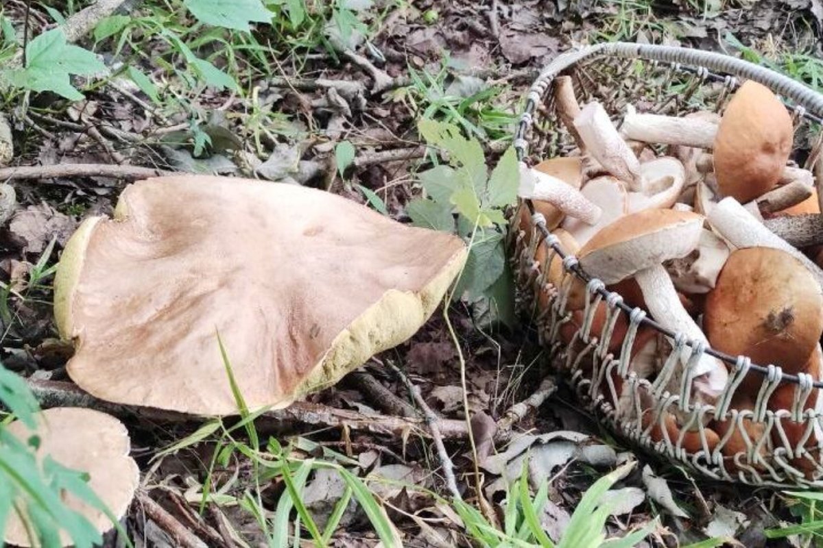 Įspūdingos Gintarės radybos – milžiniškas baravykas - Delfi grynas