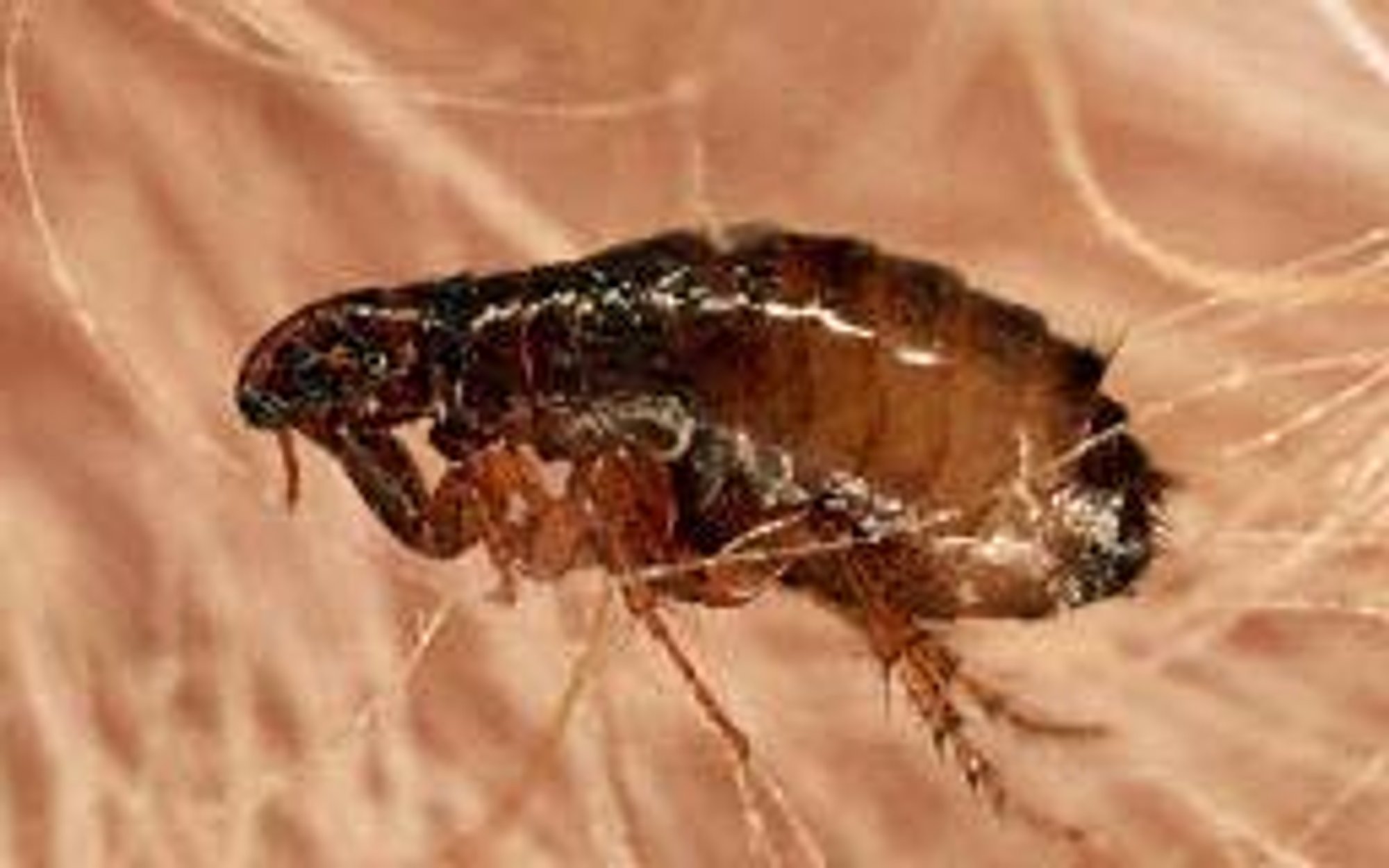 Miestuose plinta blusos - Delfi