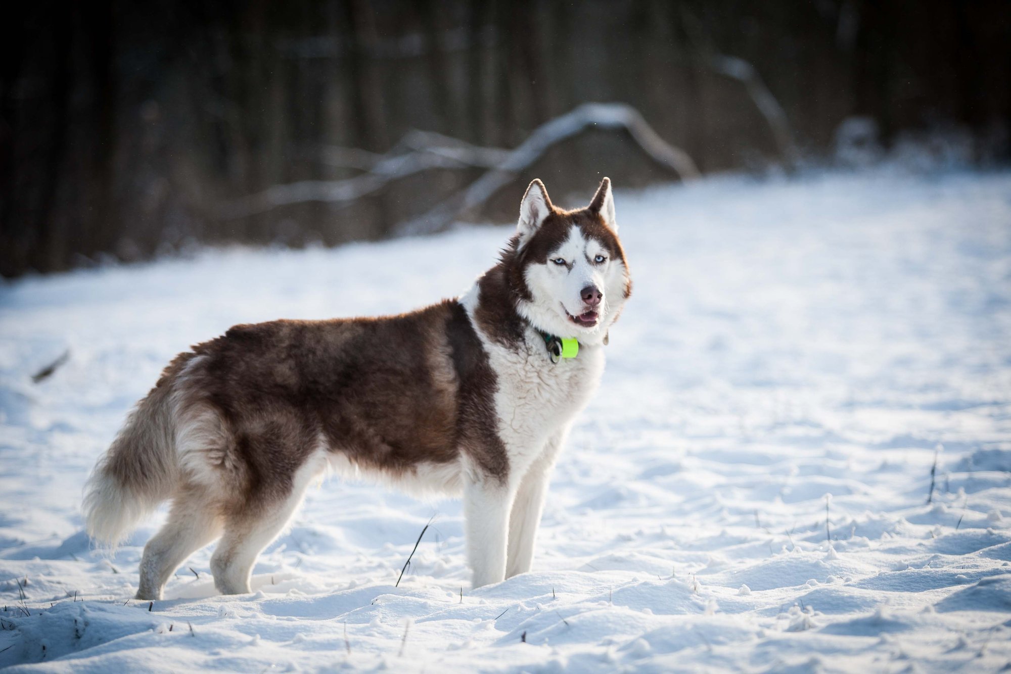 Sibiro haskis ramybę atrado tik trečio šeimininko namuose - Delfi grynas