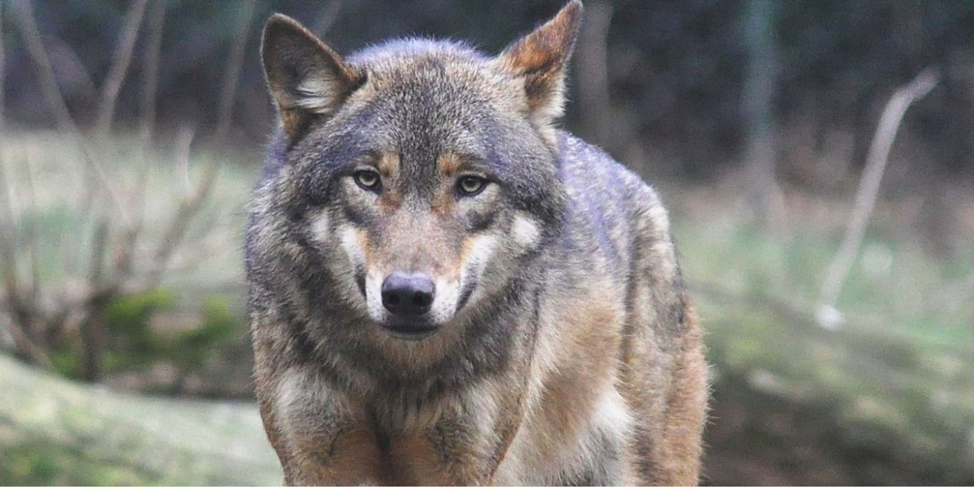 Vilkas – vargu, ar bent įsivaizduojate, ką gali šis žvėris - Delfi agro