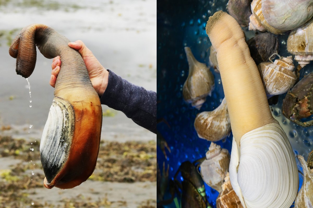 Šie moliuskai laikomi kulinariniu delikatesu ir net afrodiziaku - Delfi ...