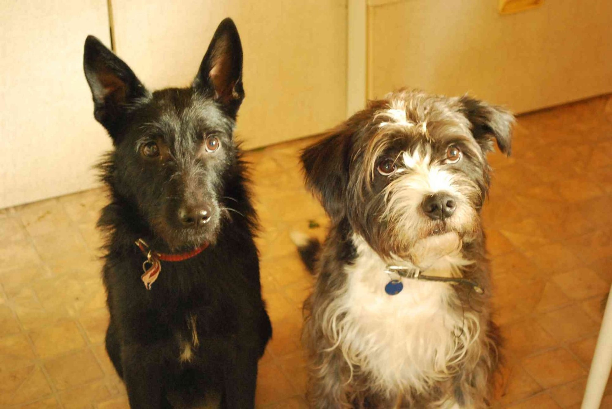 Šunų daugintojams – nerimo dienos - Delfi grynas