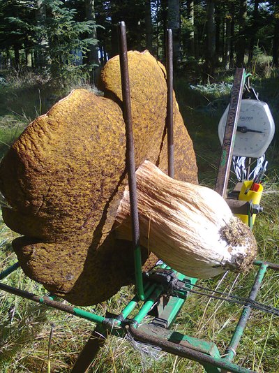 Varėniškis surado 3 kilogramų svorio baravyką - Delfi grynas