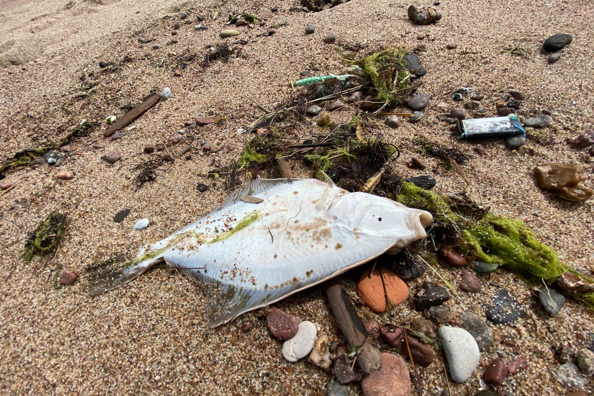 Belarus: fish kill in River Nemunas near Grodno triggered by natural ...